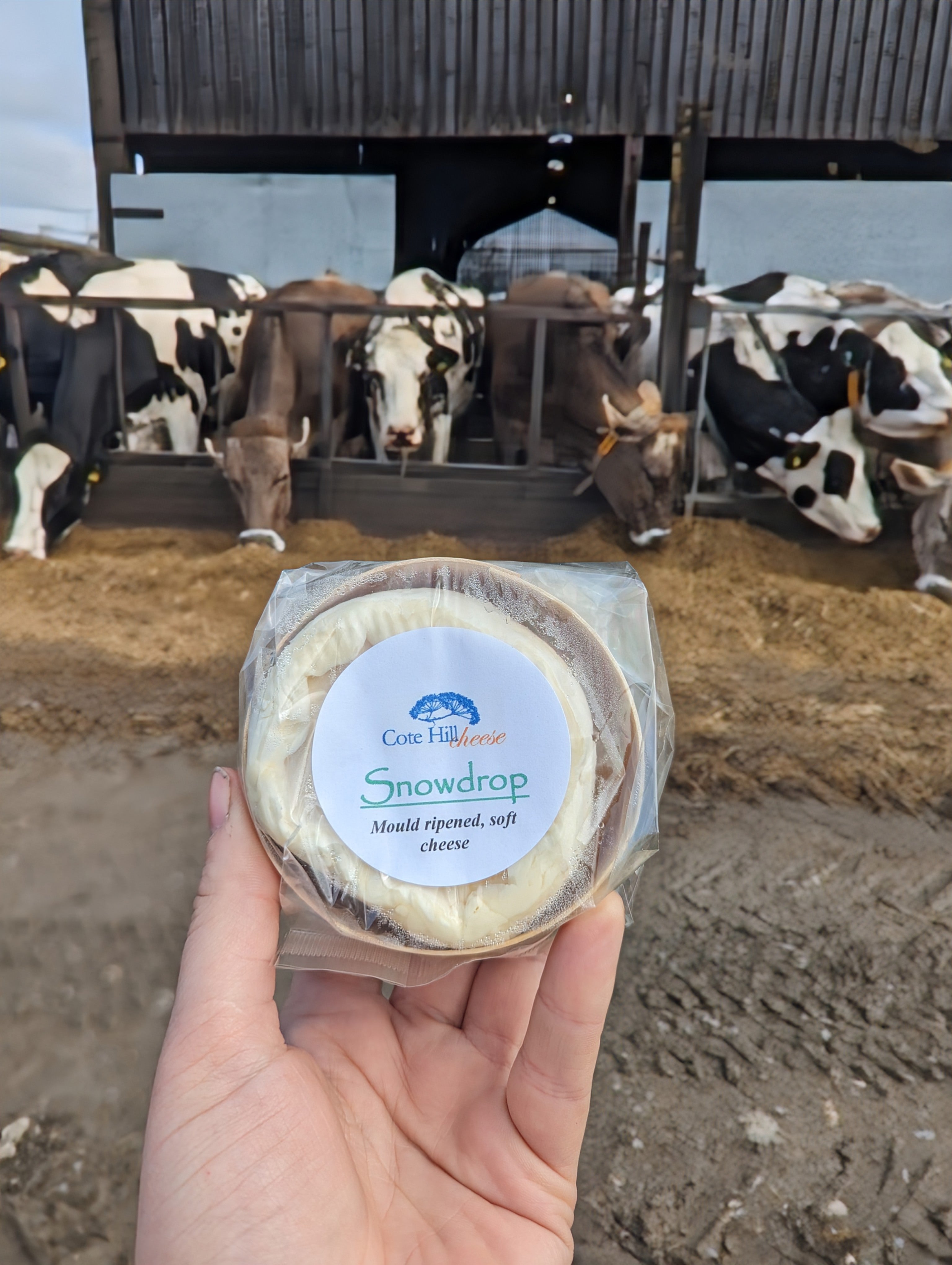 Cote Hill Snowdrop | The Cheese Den Limited